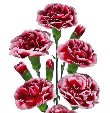 La Gaitana Farms - Spray Carnations By Color